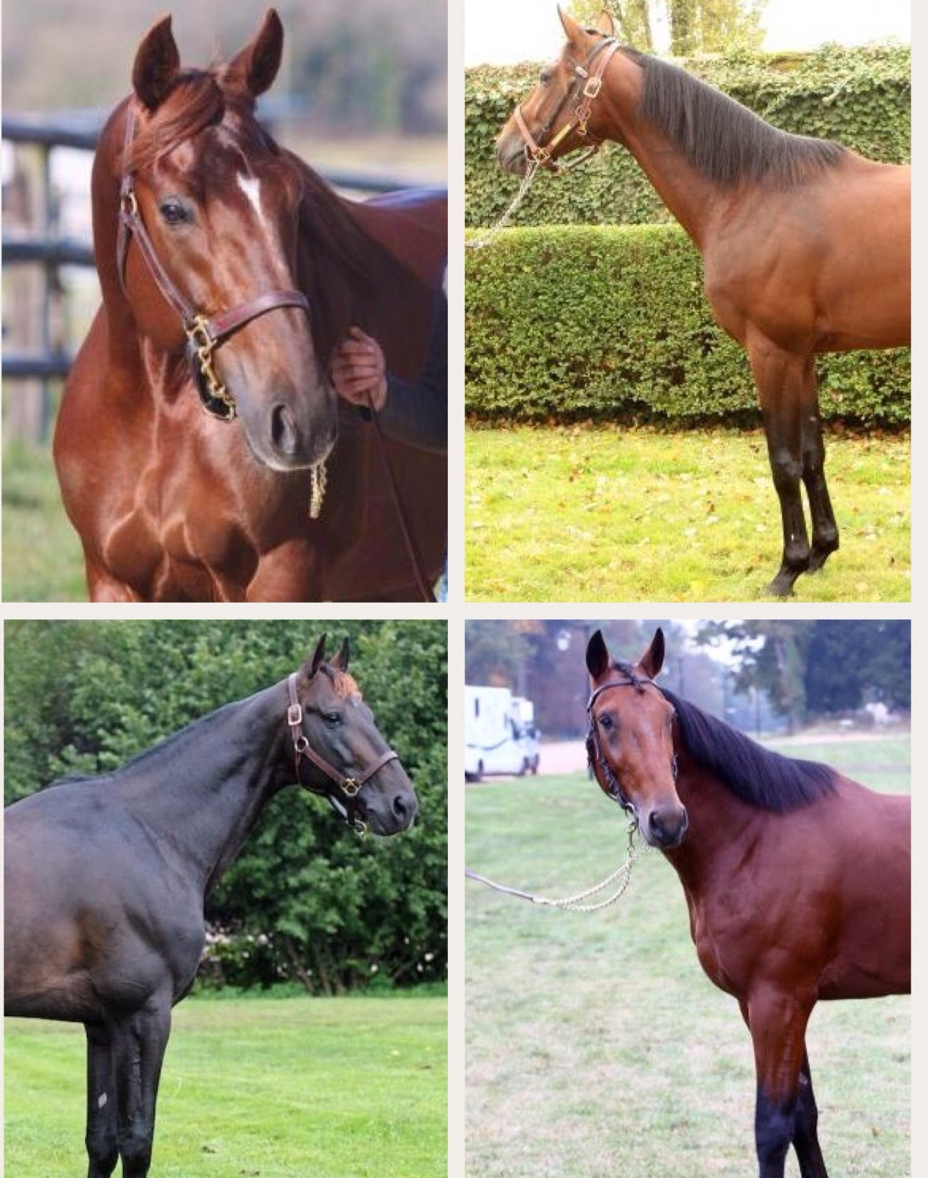 Haras De Sassy Nos talons En Forme Haras De Sassy Nos talons En Forme